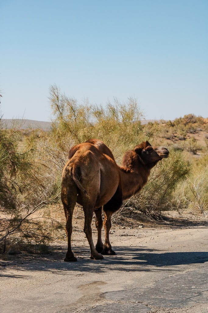 11 Exciting Things to Do in Uzbekistan | Beyond the Silk Road